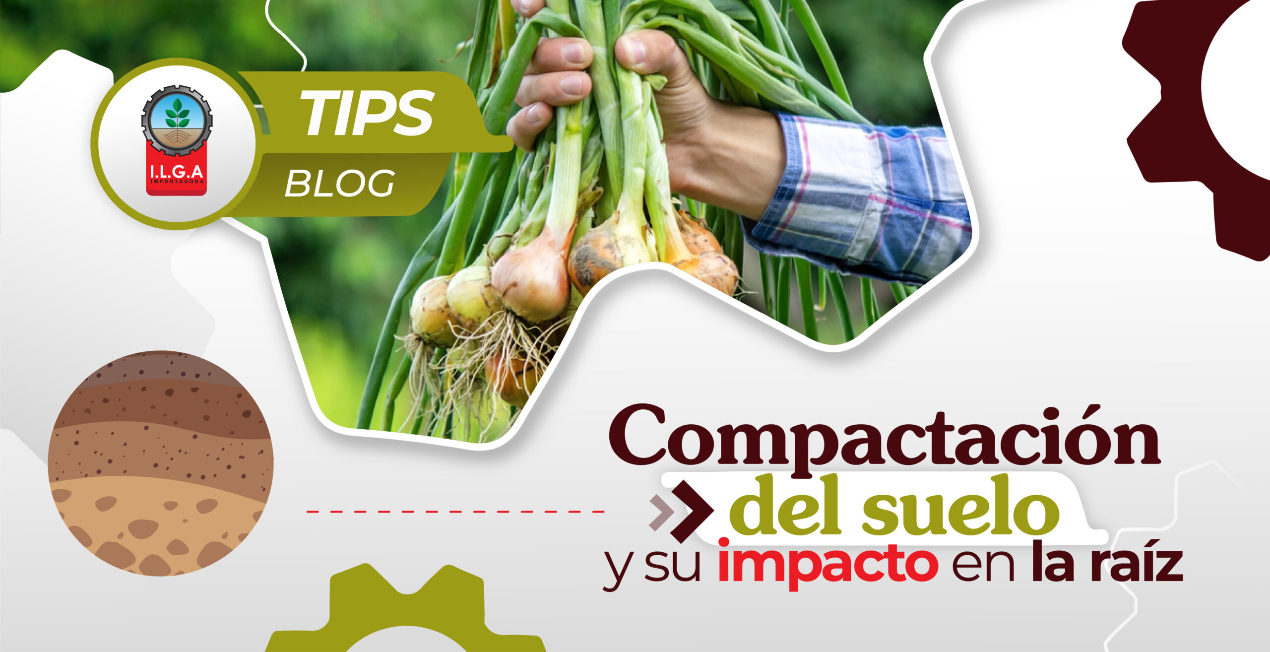 Compactación del suelo y su impacto en las raíces - ILGA